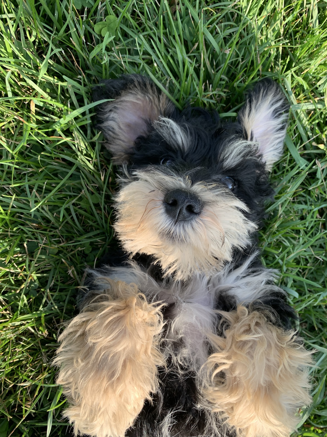 Welcome - Misty Vale Kennels